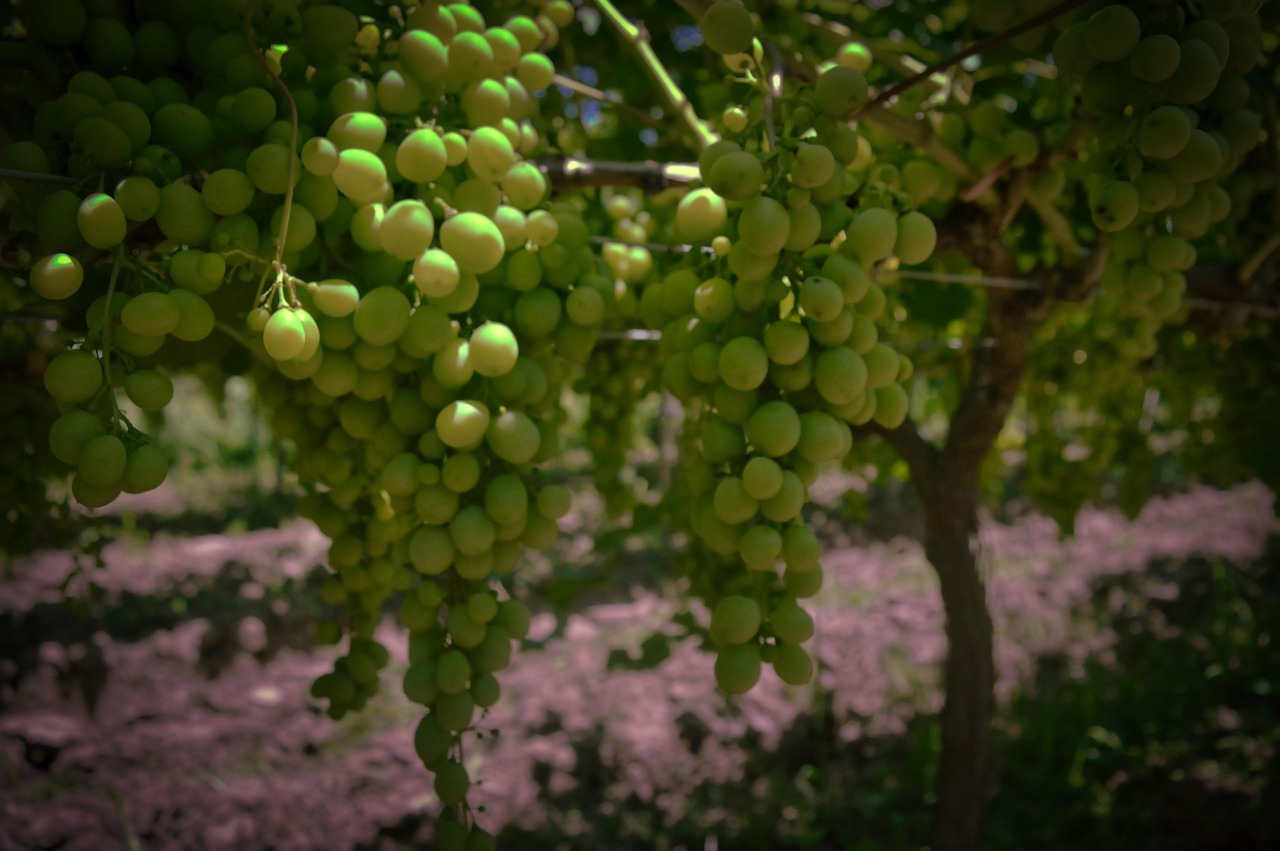 Uvas Valle Verde - Foto gratis en Pixabay