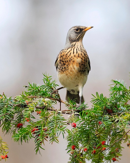 Grive Litorne Oiseau Animal - Photo gratuite sur Pixabay
