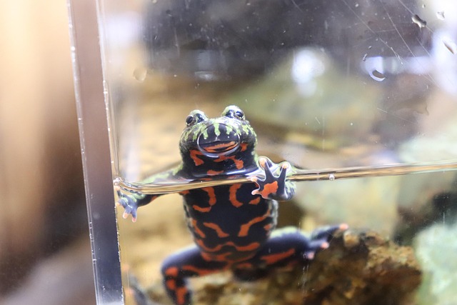 Frog Amphibians Aquarium - Free photo on Pixabay
