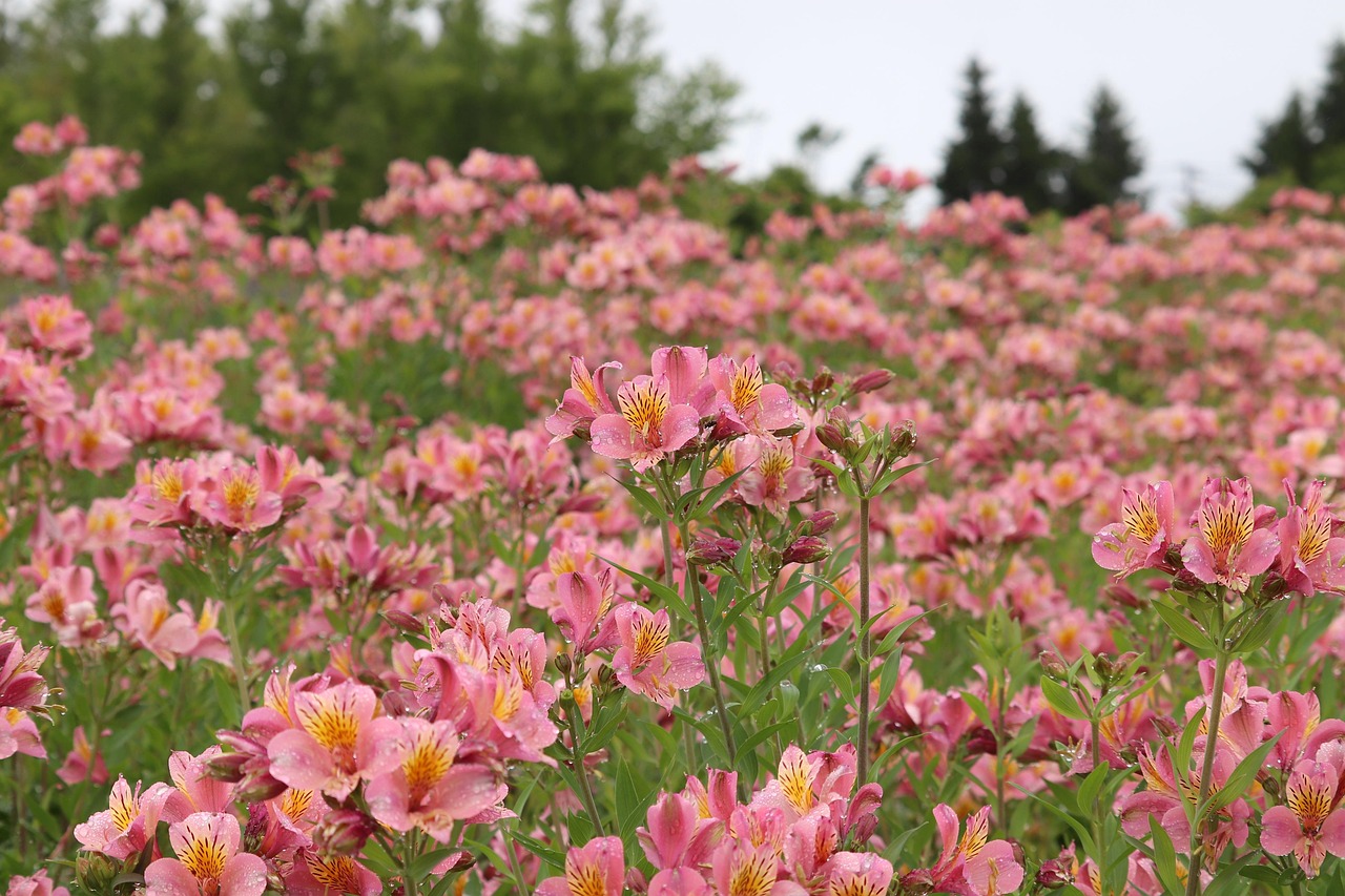 Fleurs Lis Prairie Sur Le - Photo gratuite sur Pixabay - Pixabay