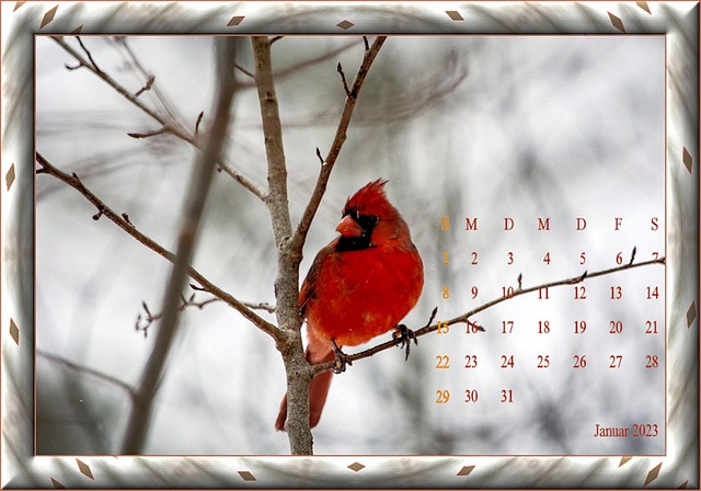Calendar Sheet January 23 Red Bird - Free photo on Pixabay - Pixabay