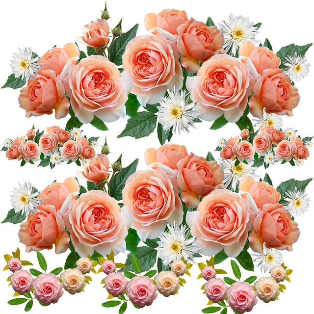 Rose Blomster Roser - Gratis foto på Pixabay - Pixabay