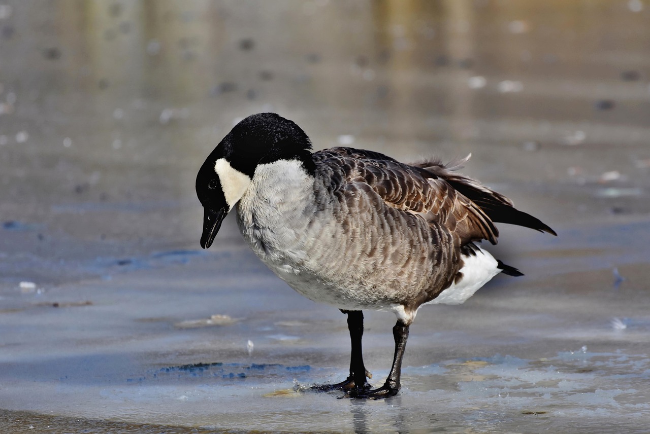 Goose Canada Lake Water - Free photo on Pixabay - Pixabay