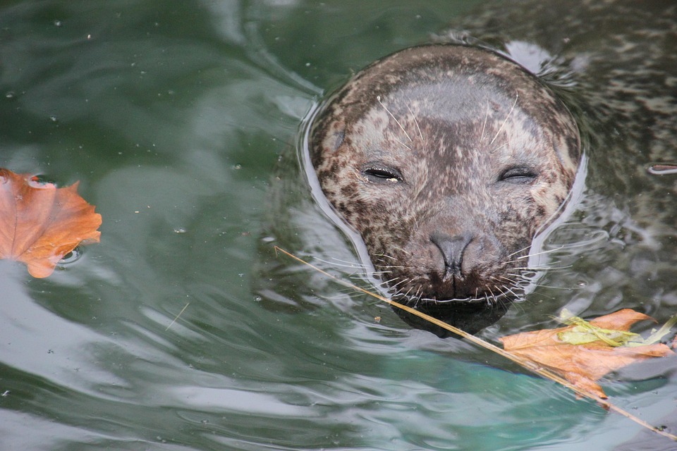 Seal Mammal Animal - Free photo on Pixabay