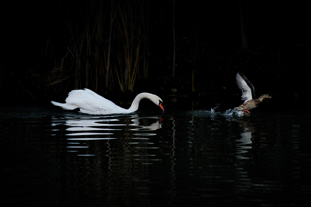 Cisne Pato Aves - Foto gratis en Pixabay - Pixabay