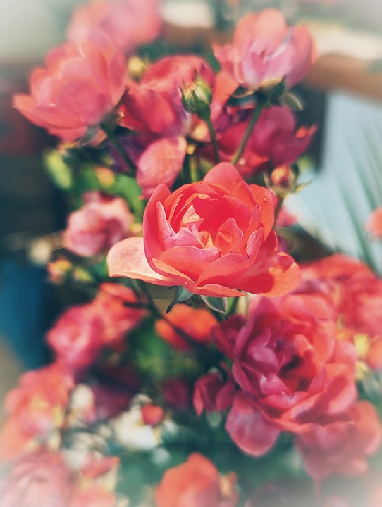 Des Roses Fleurs Floraison - Photo gratuite sur Pixabay - Pixabay