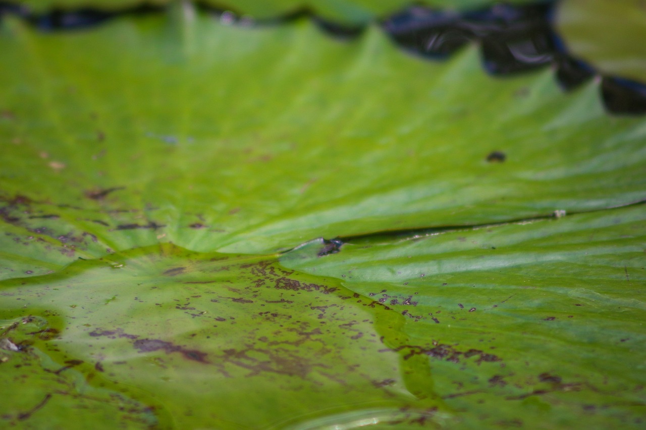 Bunga Bakung Daun Teratai - Foto gratis di Pixabay - Pixabay