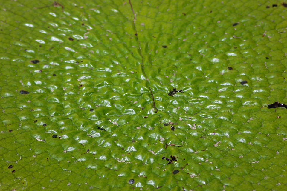 Water Lily Pad Plant - Free photo on Pixabay - Pixabay
