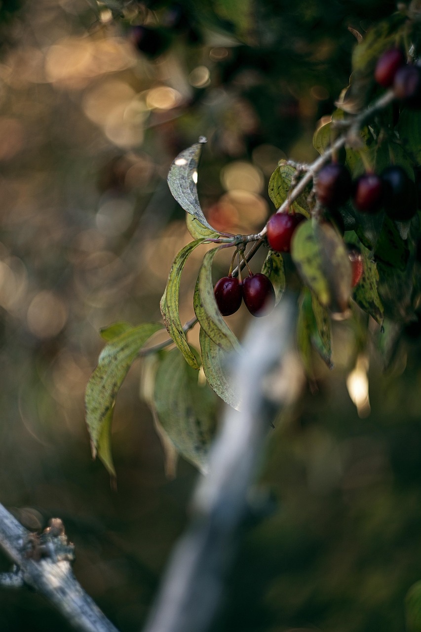 Dogwood Berries Autumn - Free photo on Pixabay