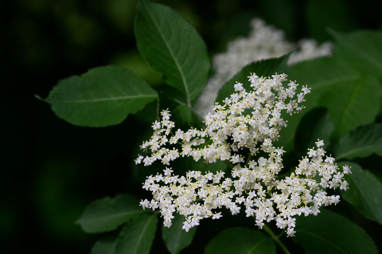 Elderflower Flowers Plant - Free photo on Pixabay - Pixabay