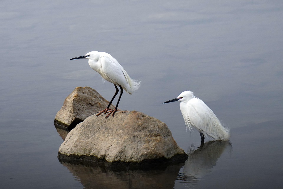 Garzas Comunes Grullas Lago - Foto gratis en Pixabay
