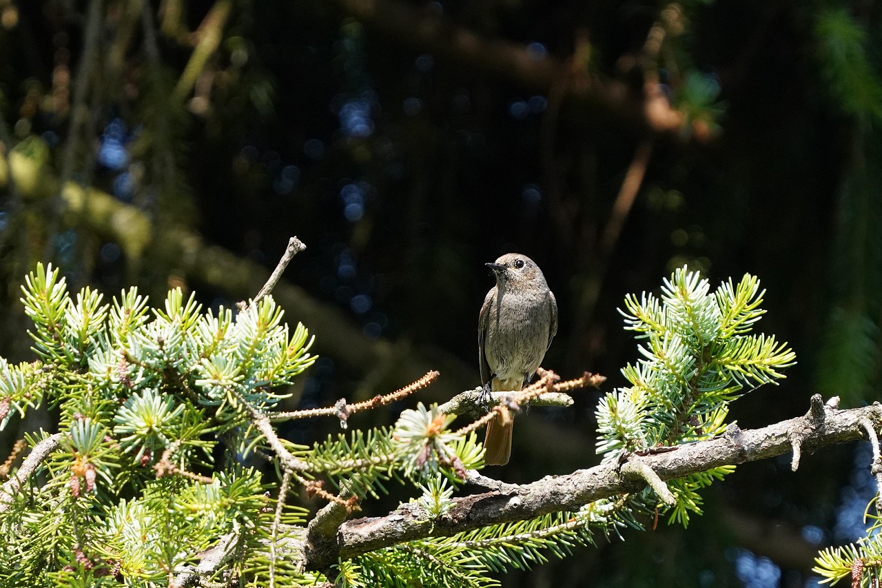 Bird Songbird Ornithology - Free photo on Pixabay
