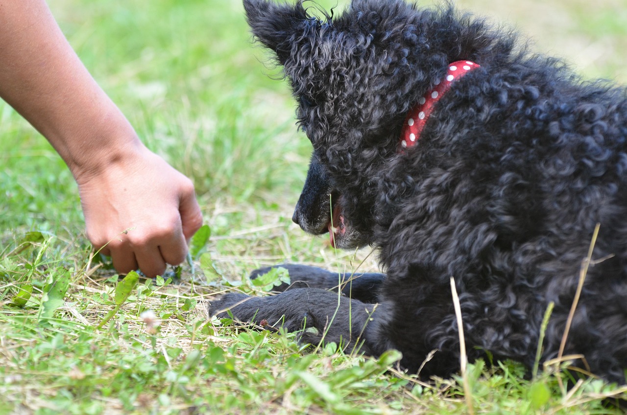 Dog Puppy Ball - Free photo on Pixabay - Pixabay