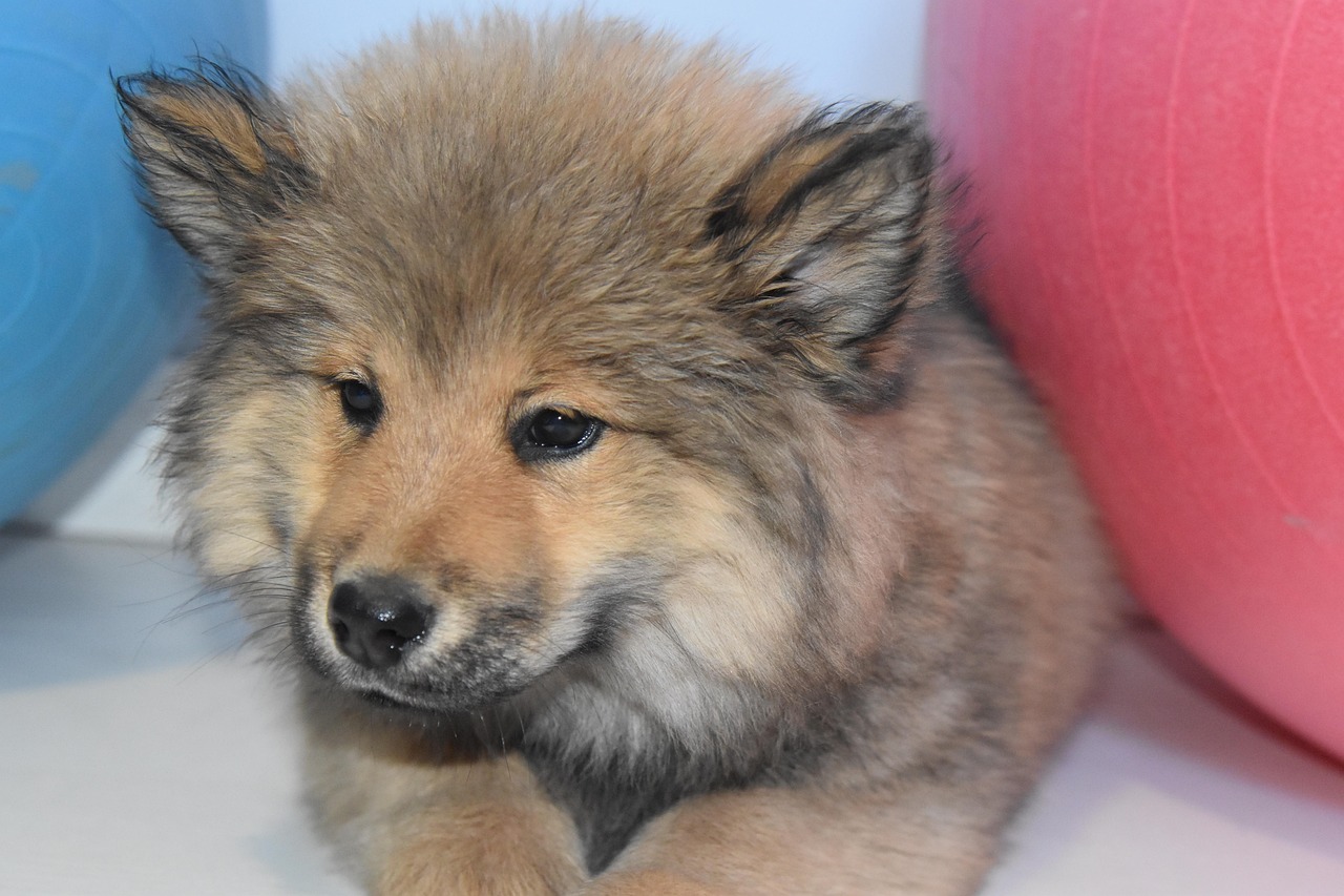 Young Puppy Toudou Eurasier Female - Free photo on Pixabay - Pixabay