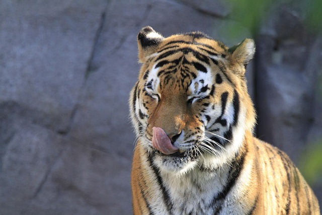Animal Mammal Tiger - Free photo on Pixabay - Pixabay