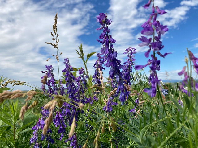 Vetch Summer Flower - Free photo on Pixabay - Pixabay