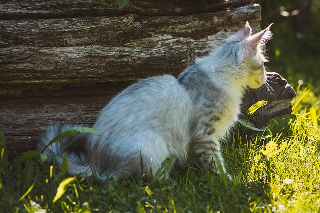 40,000+ Best Free Cat Pictures & Images [HD] - Pixabay