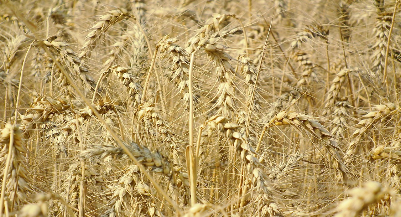 Cevada Cereal Sementes - Foto gratuita no Pixabay - Pixabay