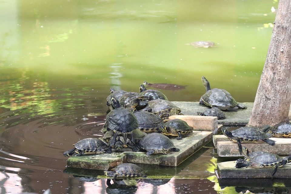 Animal Turtles Reptiles - Free photo on Pixabay