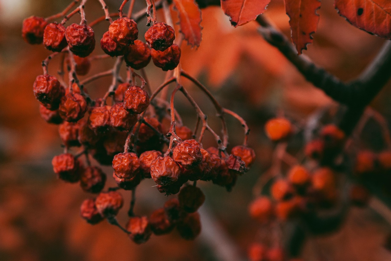 Trees Rowan Berries Dry - Free photo on Pixabay