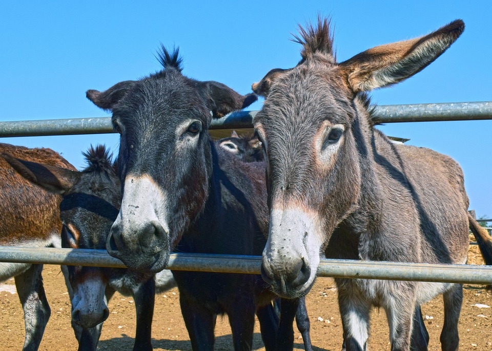 Donkeys Animals Farm - Free photo on Pixabay