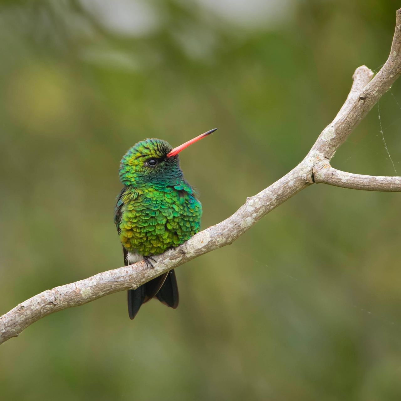 3,000+ Free Emerald Hummingbird & Hummingbird Images - Pixabay