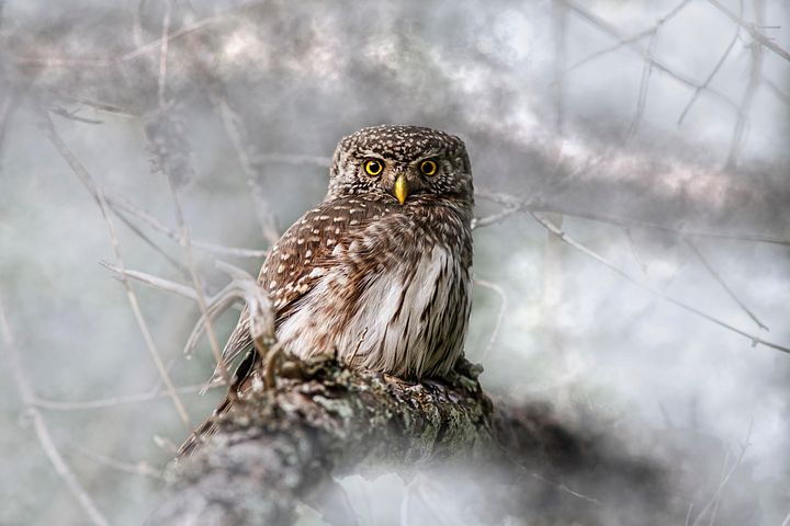 800+ Free Forest Owl & Owl Photos - Pixabay