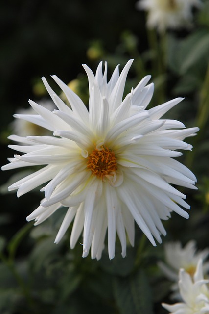 Dahlie Blume Pflanze Weiße - Kostenloses Foto auf Pixabay