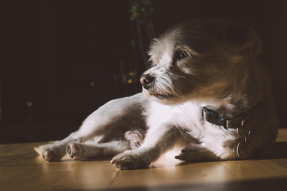 Perro Mascota Animal - Foto gratis en Pixabay - Pixabay