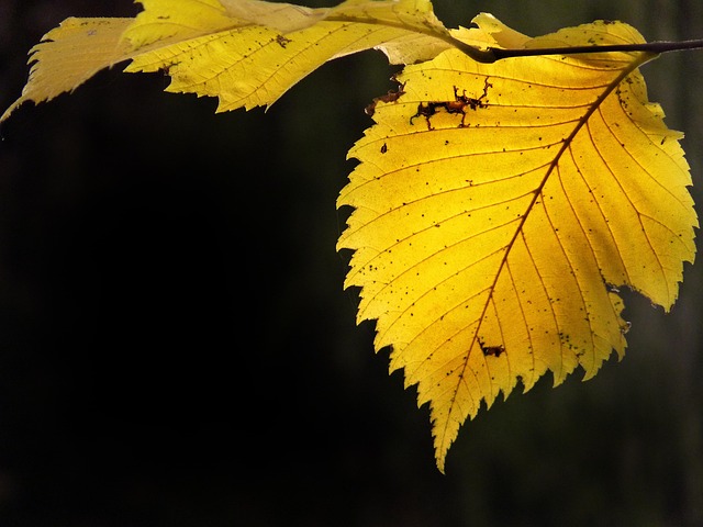 Leaves Twig Fall - Free photo on Pixabay - Pixabay
