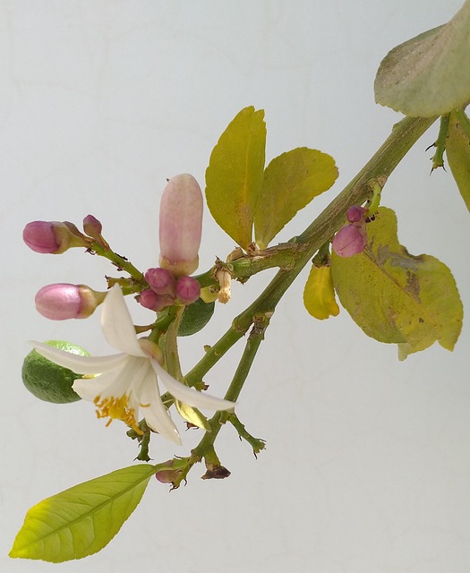 Lemon Citrus Bloom - Free photo on Pixabay - Pixabay