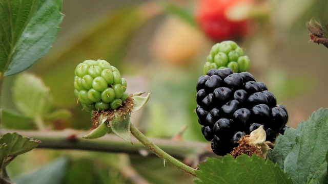 Mora Buisson Blackberry La - Photo gratuite sur Pixabay - Pixabay