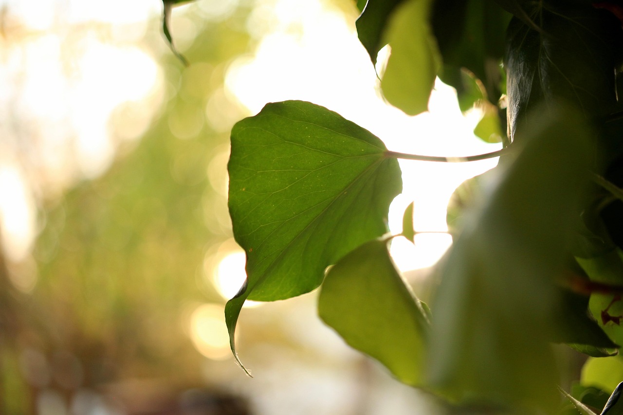 Ivy Leaves Nature - Free photo on Pixabay - Pixabay
