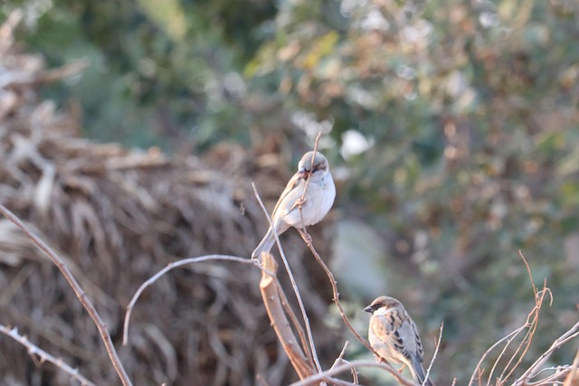 Natur Vogel Federn - Kostenloses Foto auf Pixabay - Pixabay