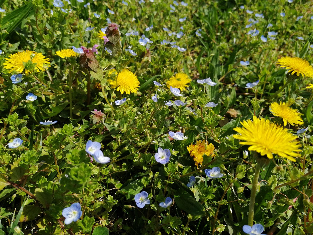Flora Nature Field Wild - Free photo on Pixabay - Pixabay