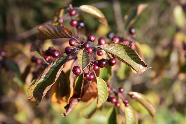 7+ Free Rhamnus & Rhamnus Frangula Images - Pixabay