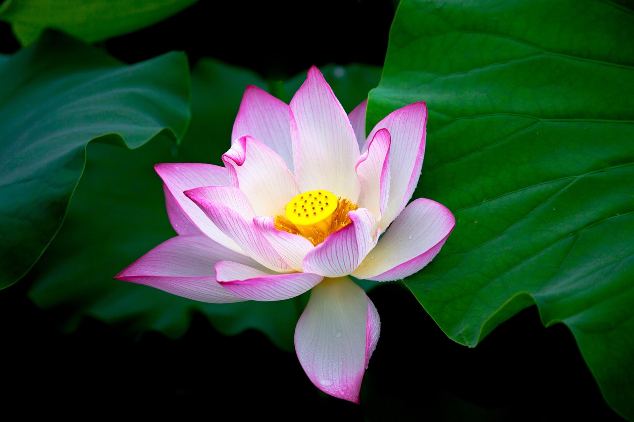 10,000+ Lotus Flower Pictures and Photos in Hi-Res - Pixabay