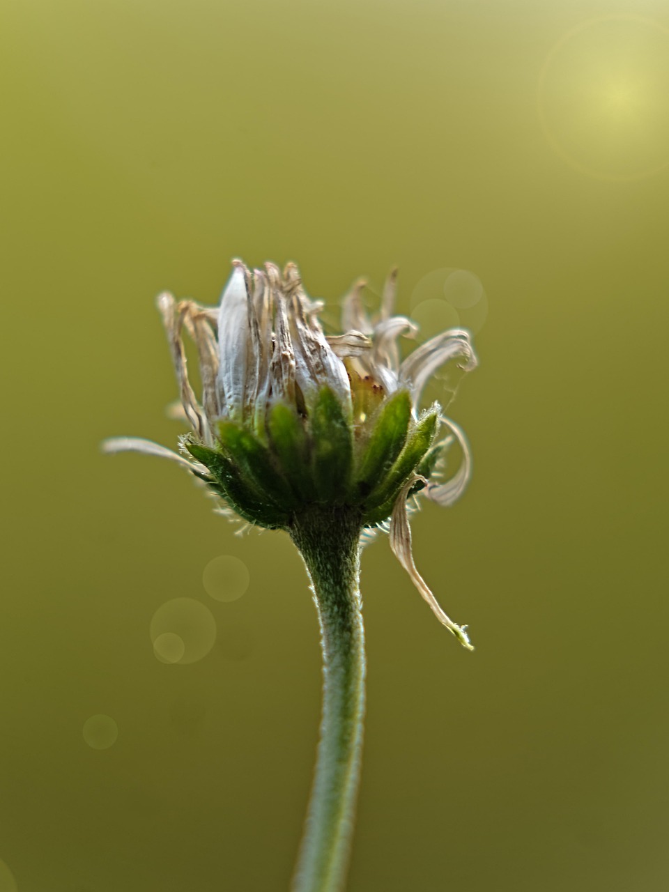 Blüte Pflanze Makro - Kostenloses Foto auf Pixabay - Pixabay