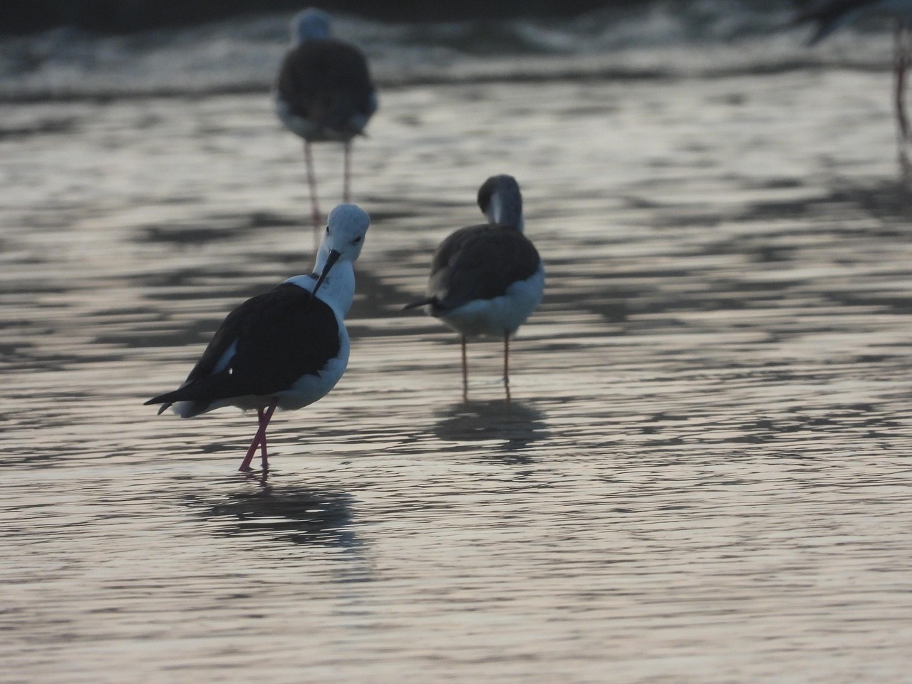 Birds Lake Waterbirds - Free photo on Pixabay - Pixabay
