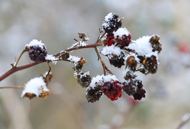 Blackberries Snow Fruit - Free photo on Pixabay