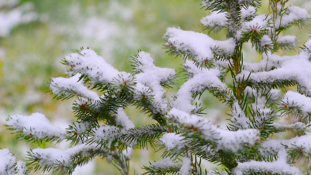 Épicéa Neige Hiver - Photo gratuite sur Pixabay - Pixabay