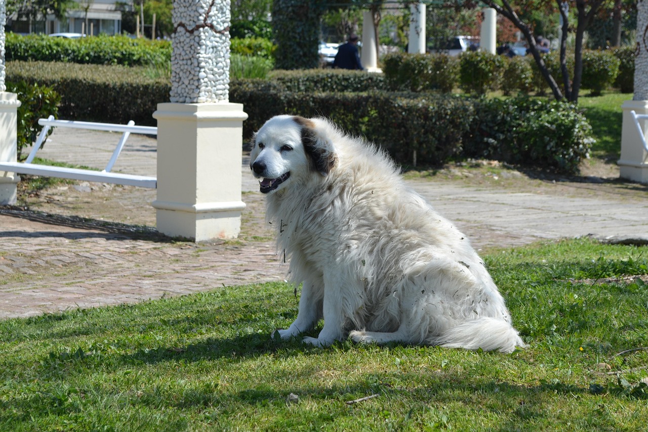 Great Pyrenees Mountain Dog Animal - Free photo on Pixabay - Pixabay