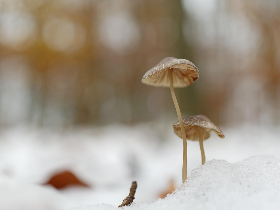 Mushroom Forest Snow - Free photo on Pixabay