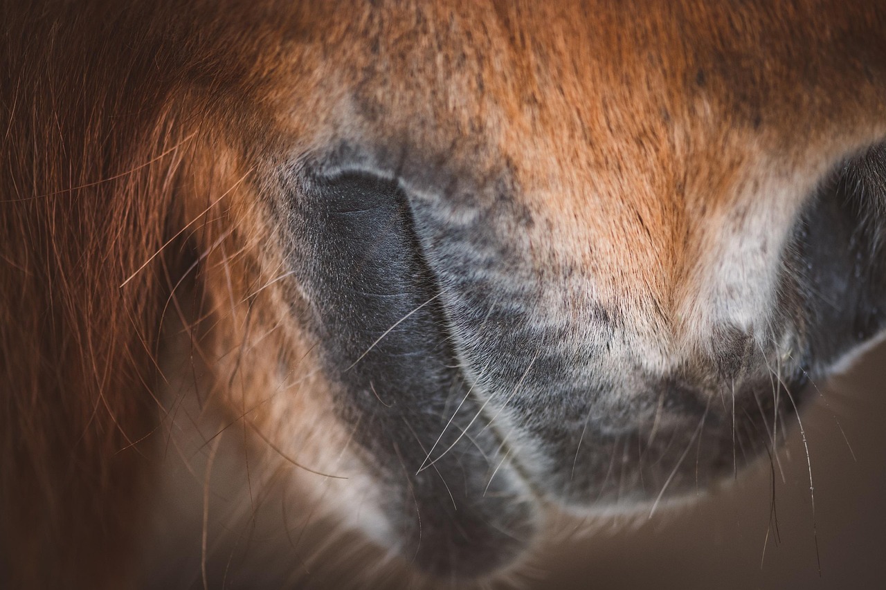 Horse Pony Maul - Free photo on Pixabay
