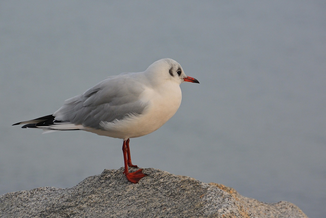 Gull Sea Baltic - Free photo on Pixabay