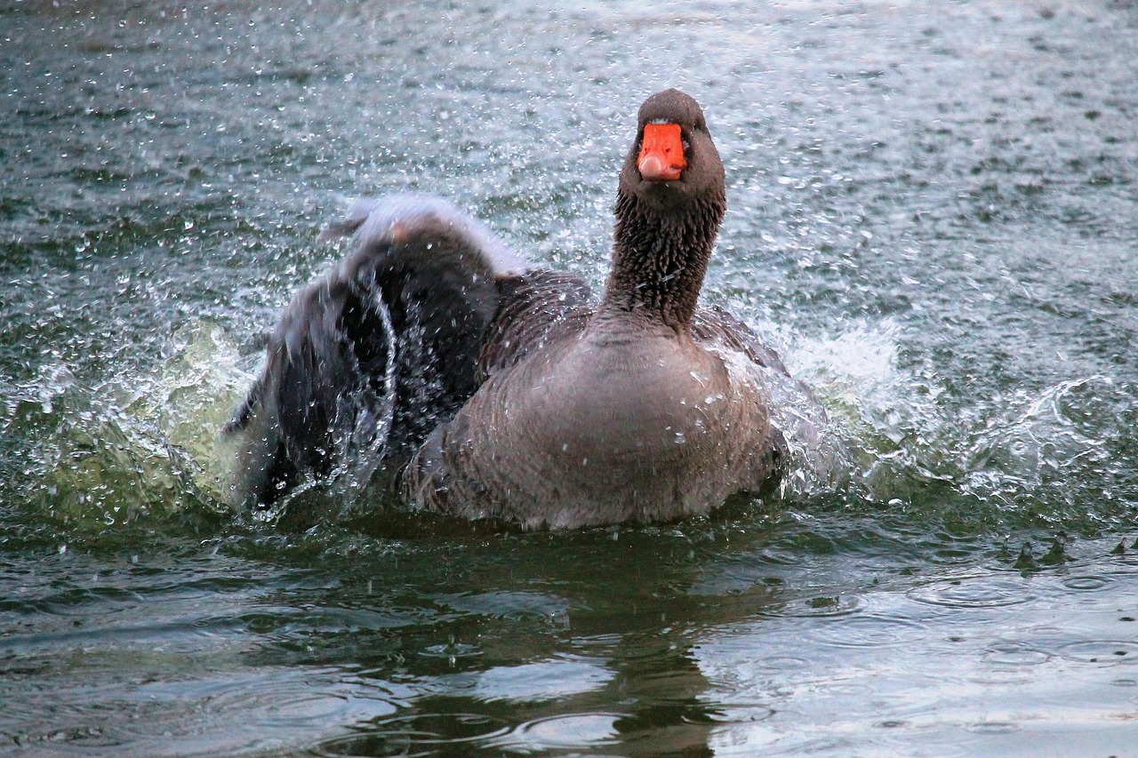 Goose Greylag Water - Free photo on Pixabay