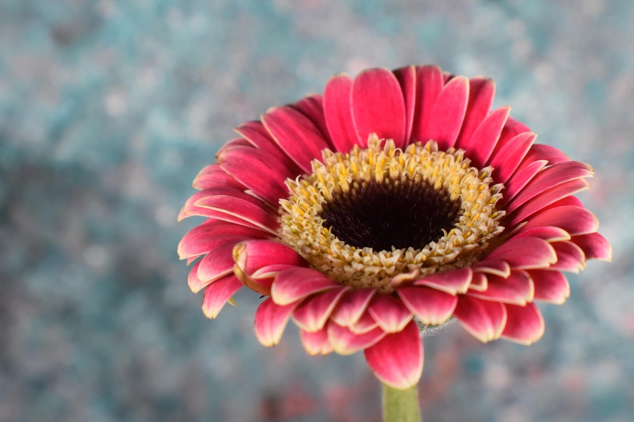 Bloem Tuin Bloemblaadjes - Gratis foto op Pixabay - Pixabay