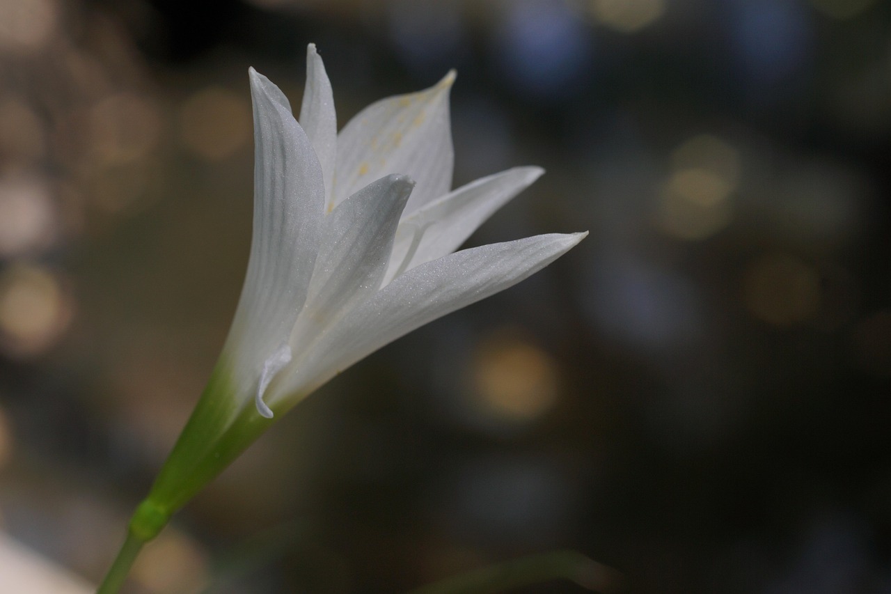 Flower Petals Stamen - Free photo on Pixabay - Pixabay