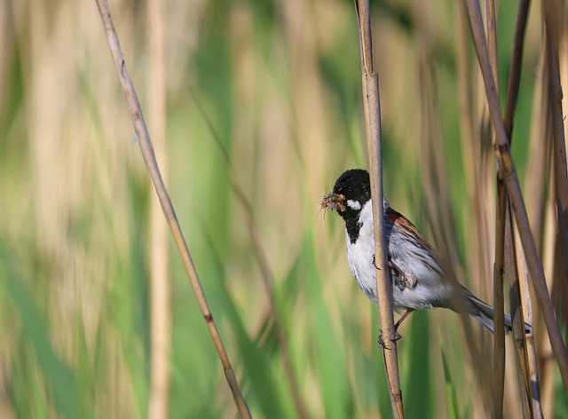 Bird Penduline Remizpenduliuns - Free photo on Pixabay - Pixabay