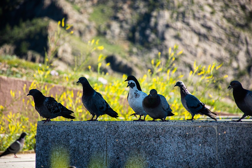 Colombes Des Oiseaux Animaux - Photo gratuite sur Pixabay - Pixabay